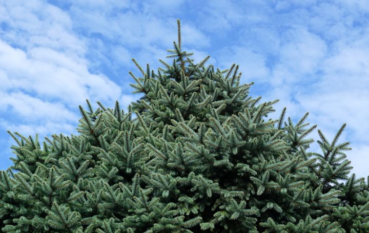 Where can I see the Engelmann Spruce in the wild