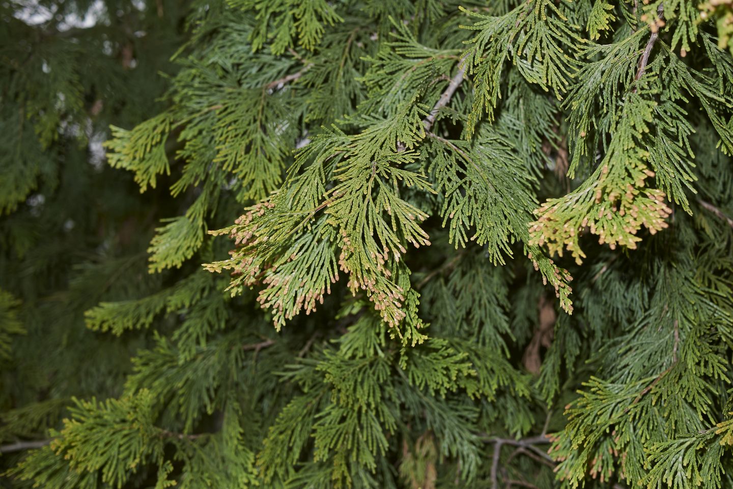 Where can I see the California Incense-cedar in the wild