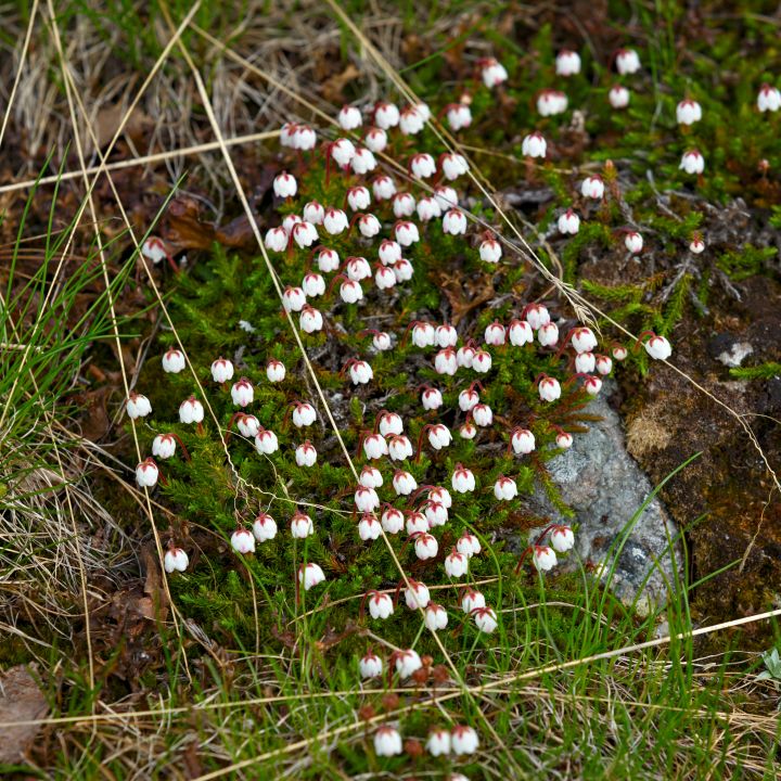 Where can I see the Arctic Bell-heather in the wild