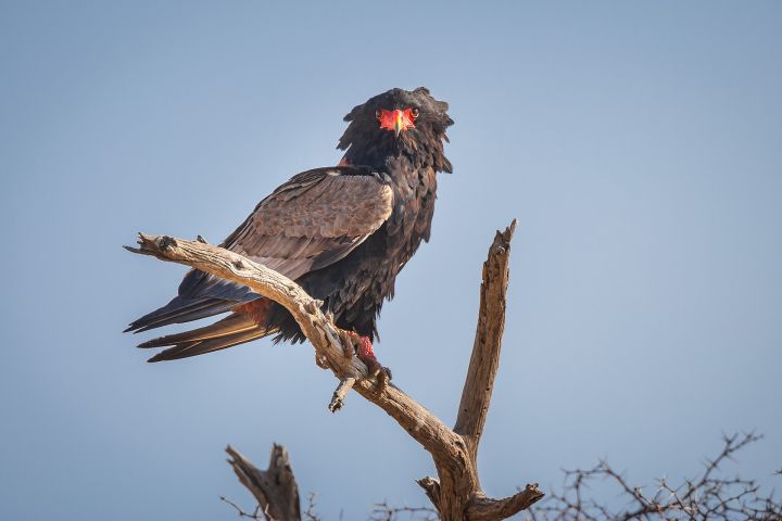 Where can I see the Bateleur in the wild