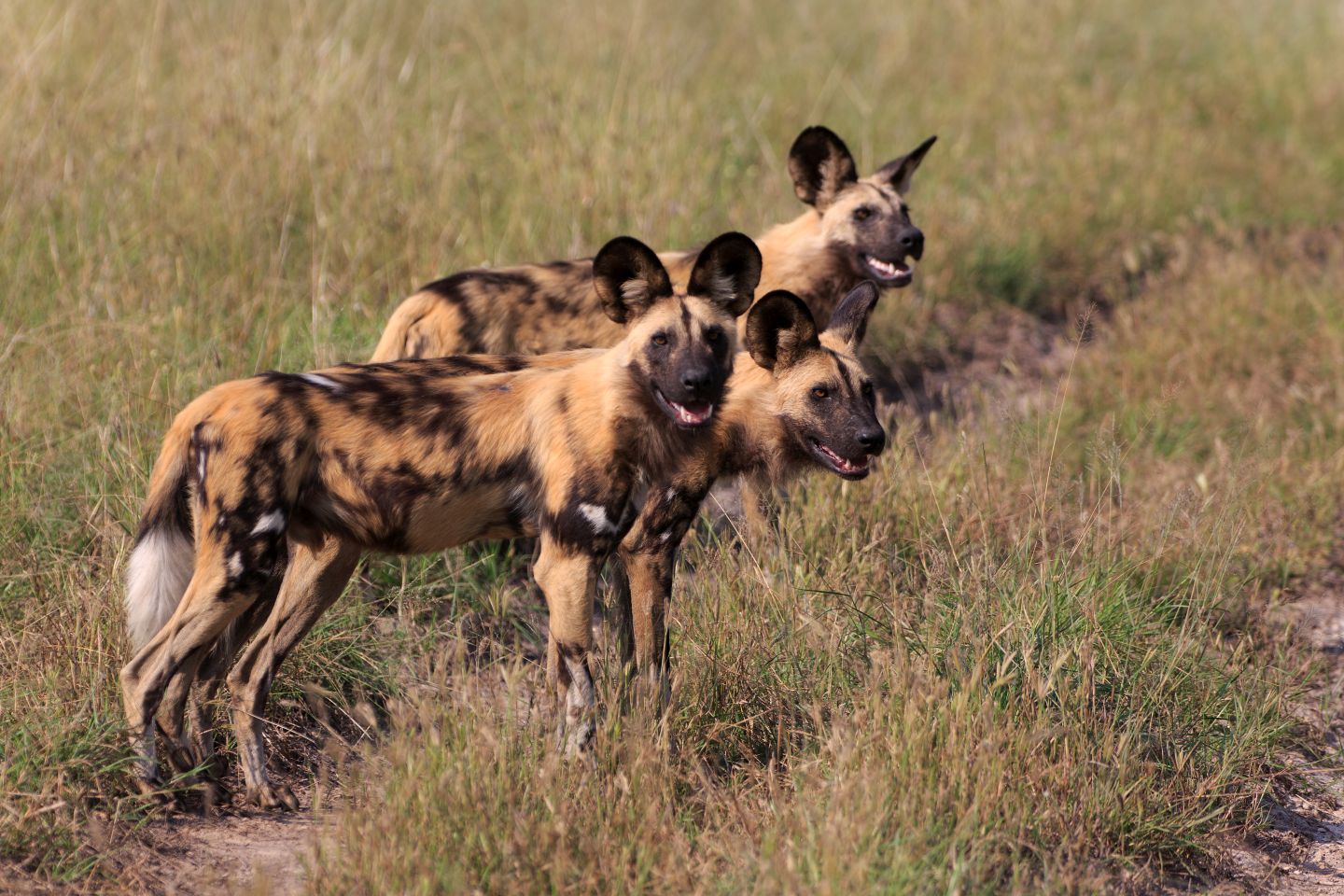 Discover Botswana tours