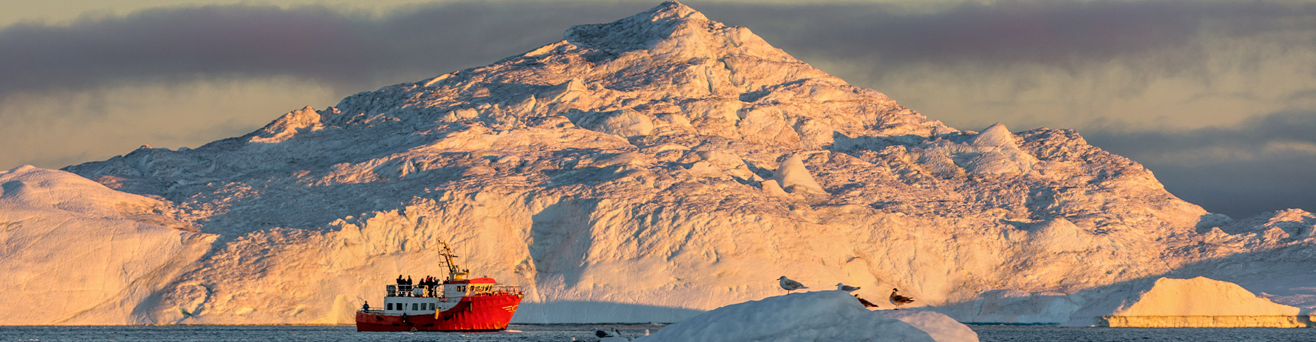Where can I see the Arctic Hare in the wild