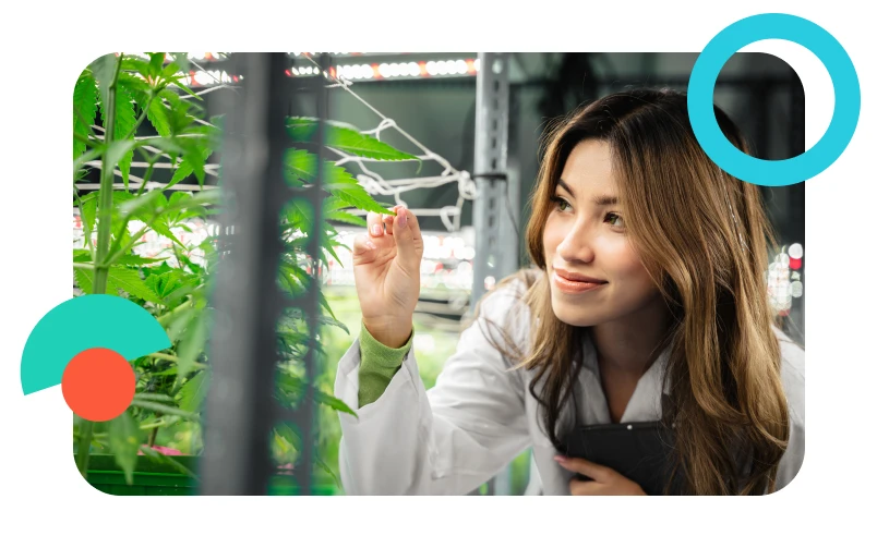 Screen of Green: Maximizing Your Per Plant Yield