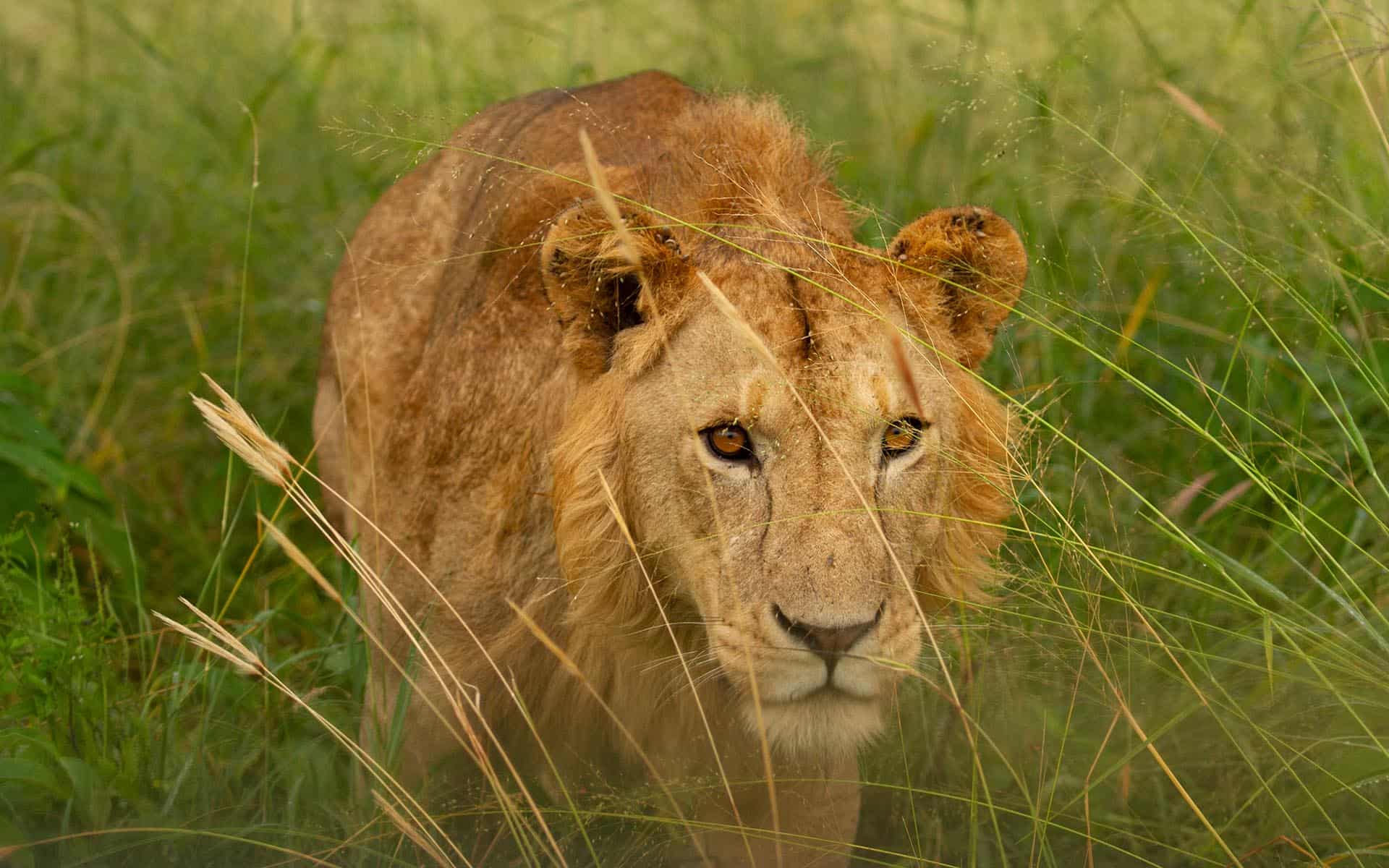 Where We Work - African People & Wildlife