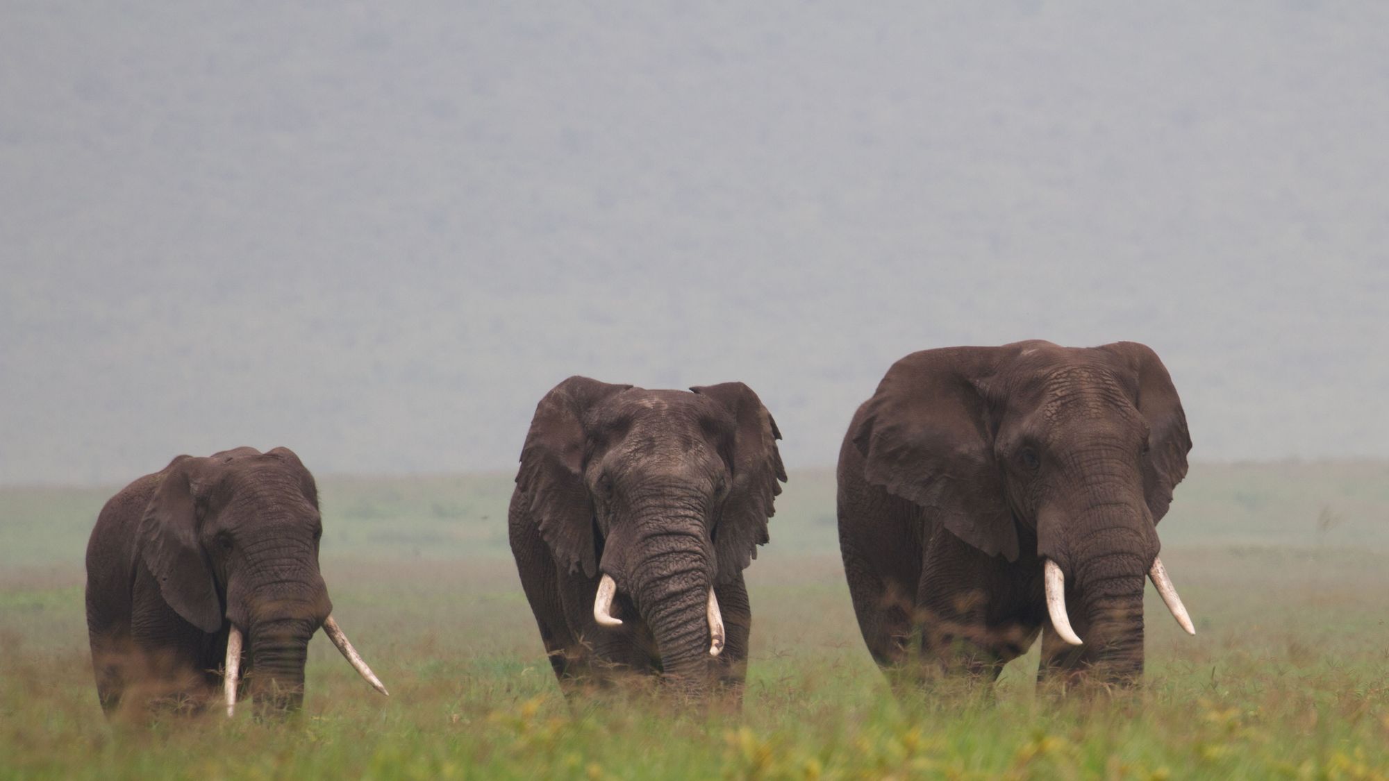 African People & Wildlife - Community-Driven Conservation