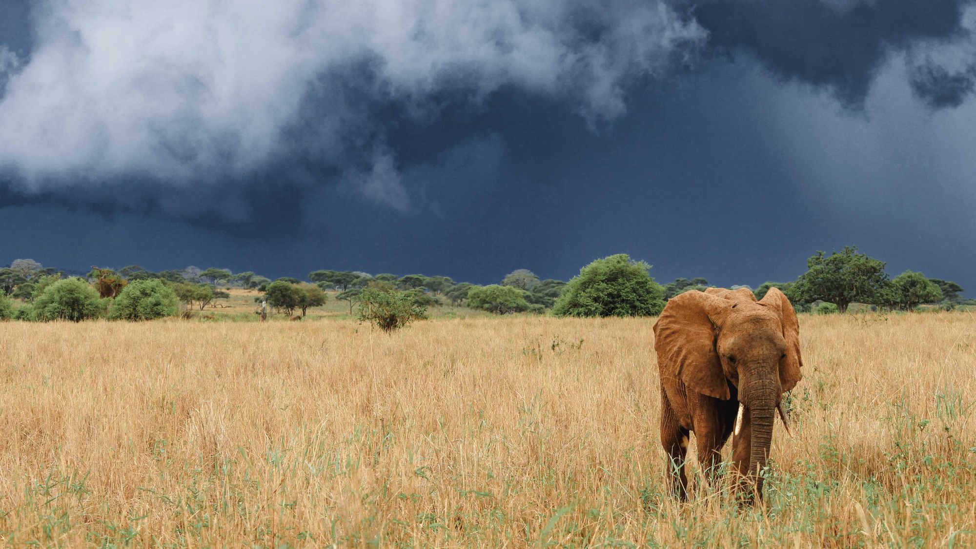 African People & Wildlife - Community-Driven Conservation