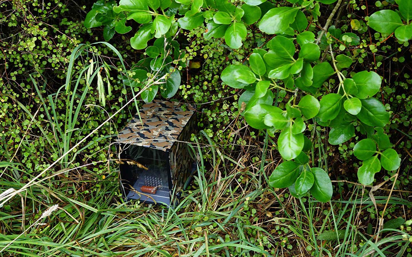 News - Predator Free 2050 Critter Control