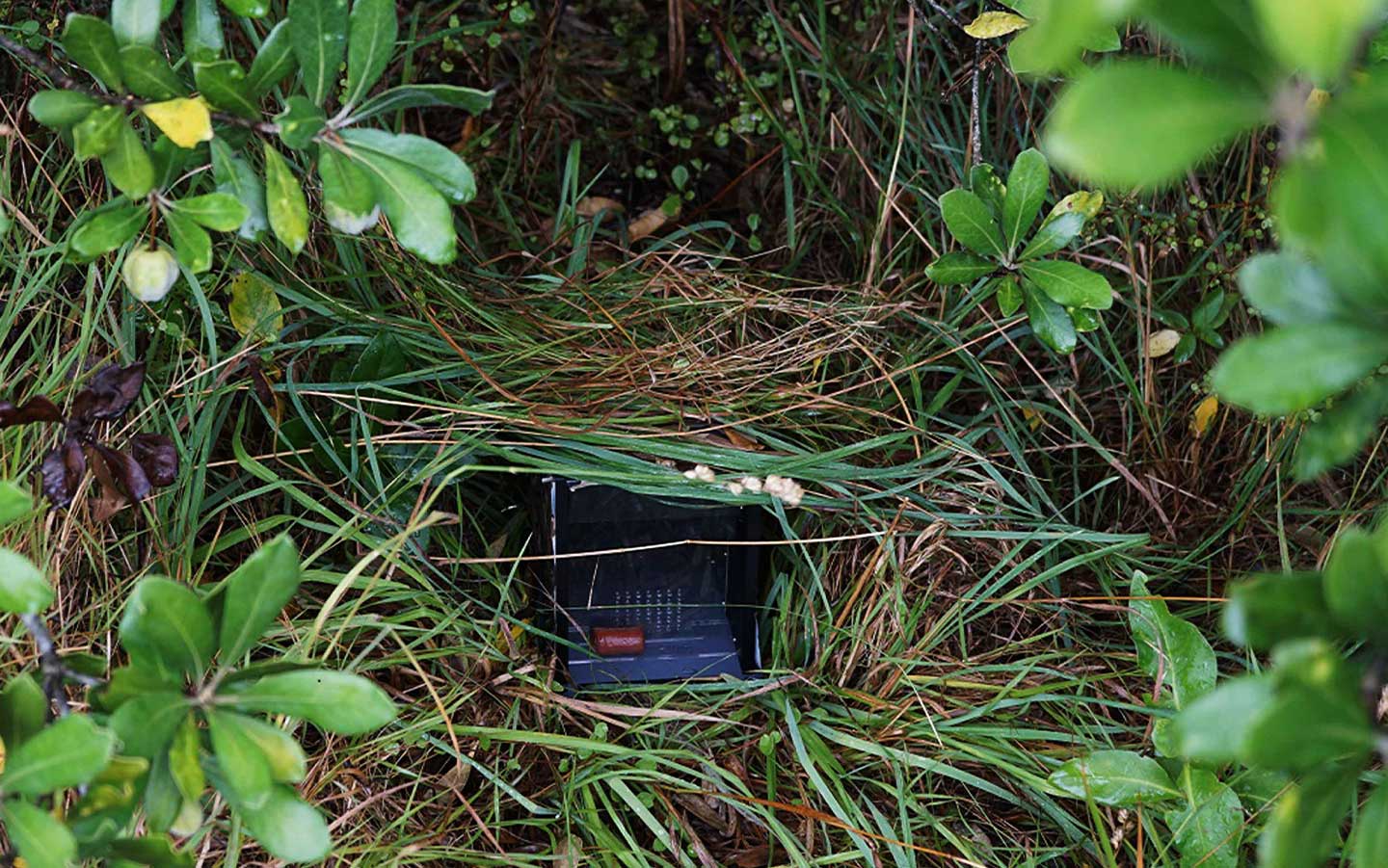 News - Predator Free 2050 Critter Control