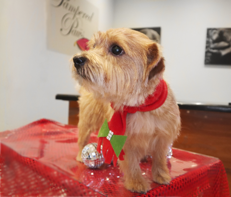 Enhanced Stylist Professional Development Program | Pampered Paws