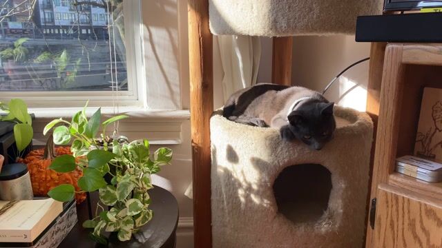 LifeAt: Personalize your focus environment