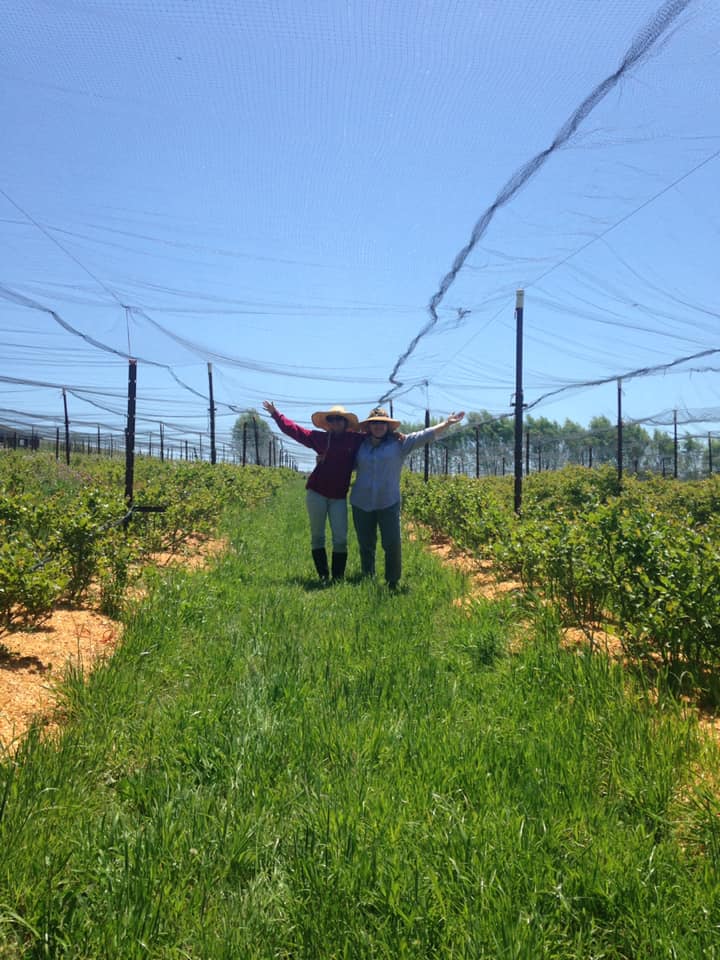 Duckworth Family Farm | U-Pick Blueberry Farm Sebastopol, CA