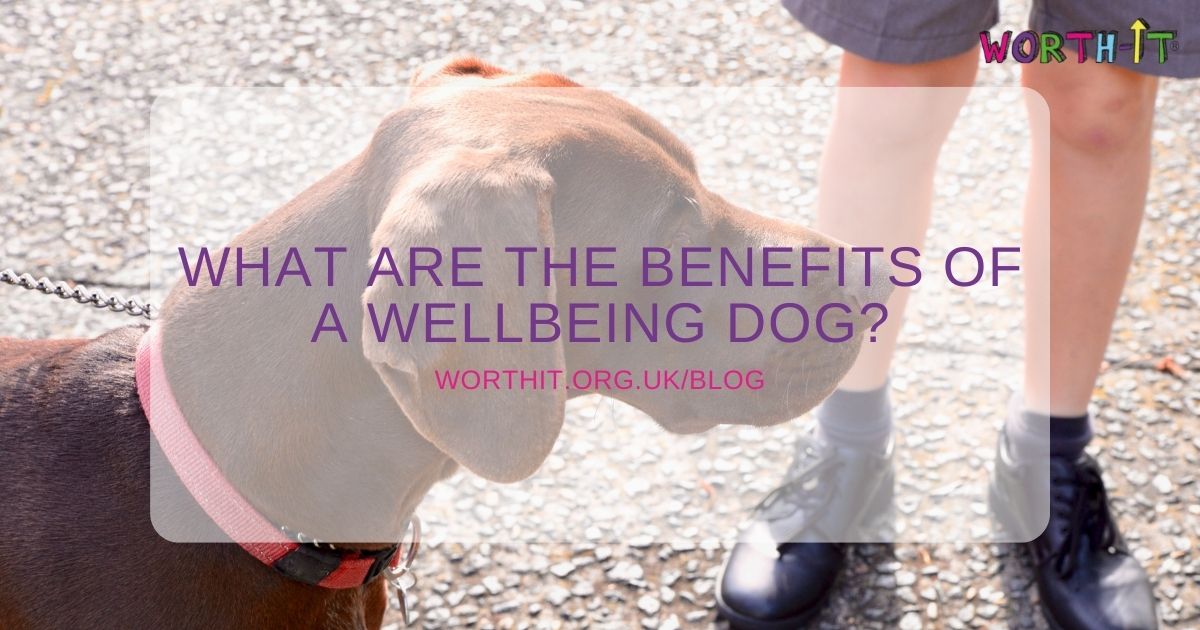 A wellbeing dog for your school - should you have one and what are the ...
