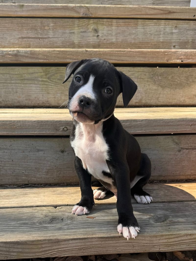 Forgotten, Now Family Rescue - Adopt A Dog