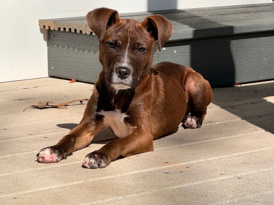 Forgotten, Now Family Rescue - Adopt A Dog