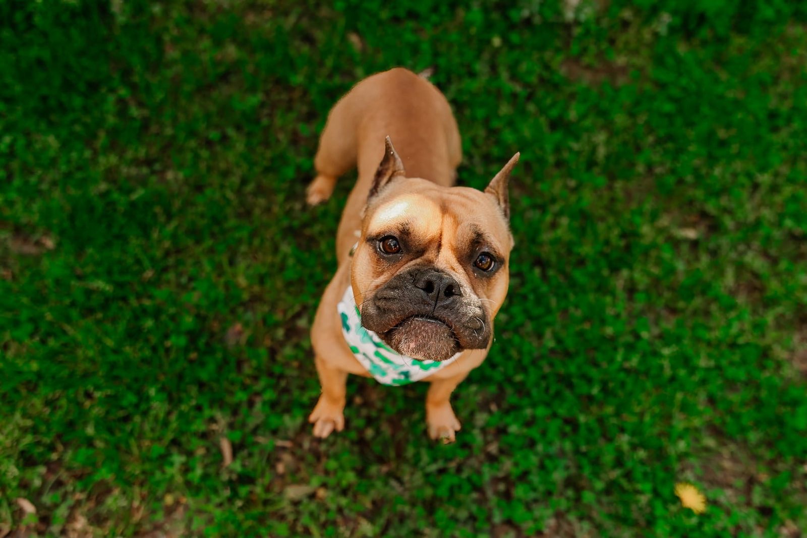 Forgotten, Now Family Rescue - Adopt A Dog