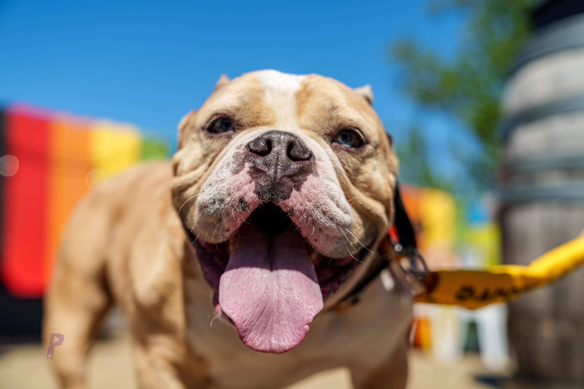 Forgotten, Now Family Rescue - Adopt A Dog