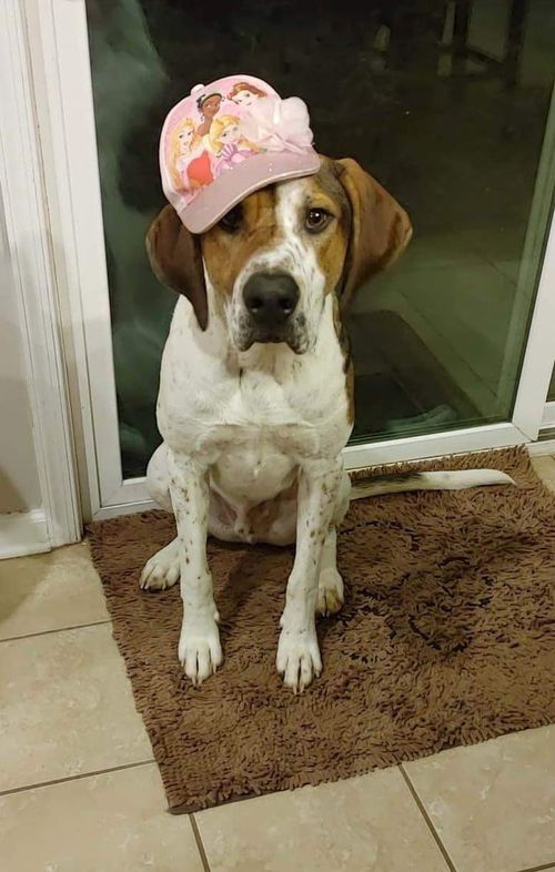 Forgotten, Now Family Rescue - Adopt A Dog