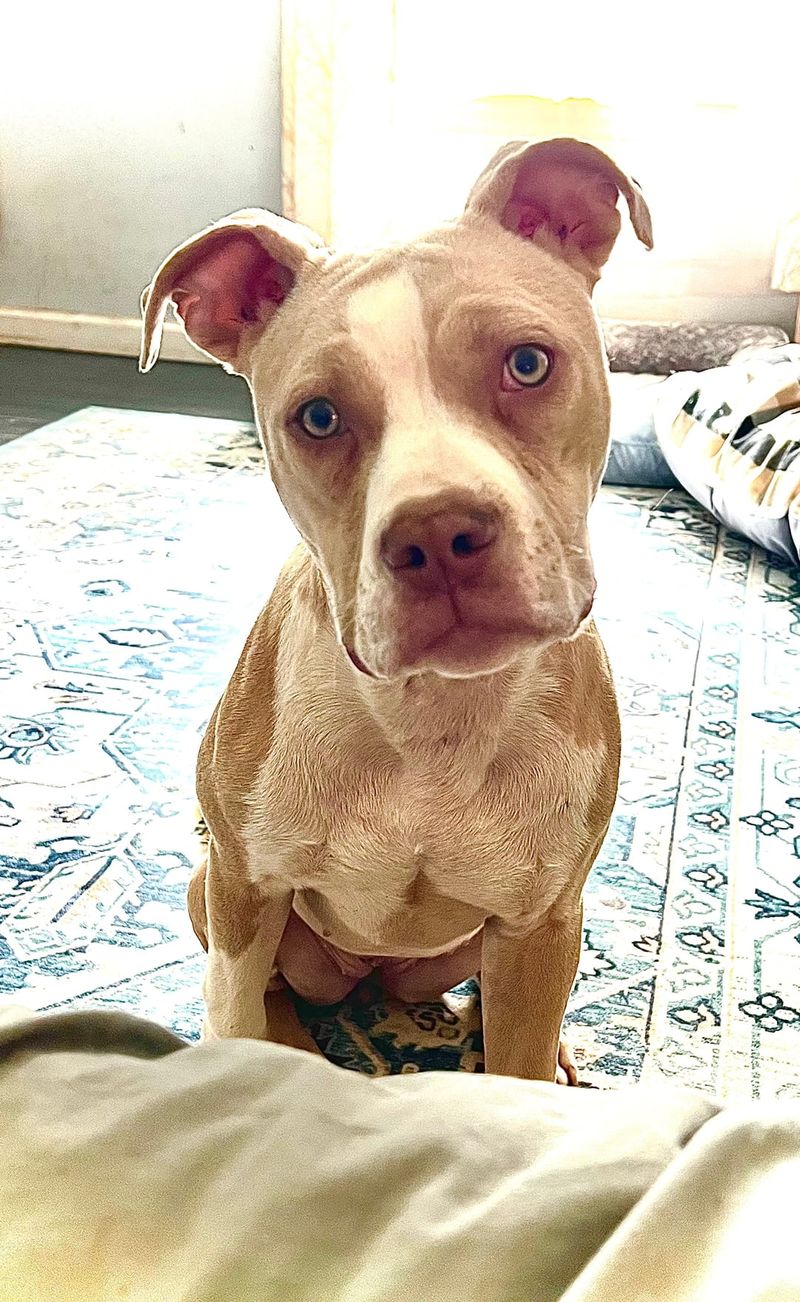 Forgotten, Now Family Rescue - Adopt A Dog