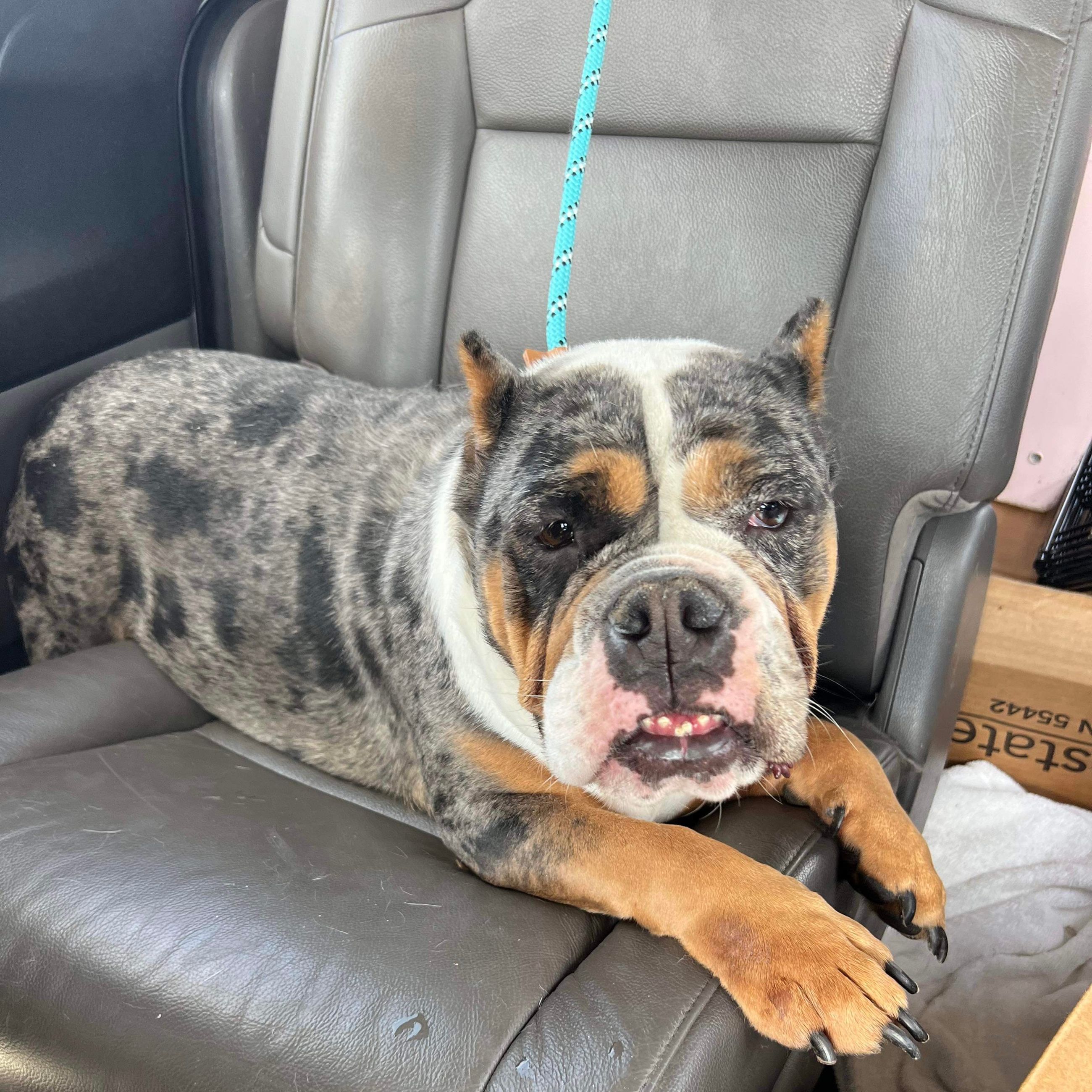 Forgotten, Now Family Rescue - Adopt A Dog