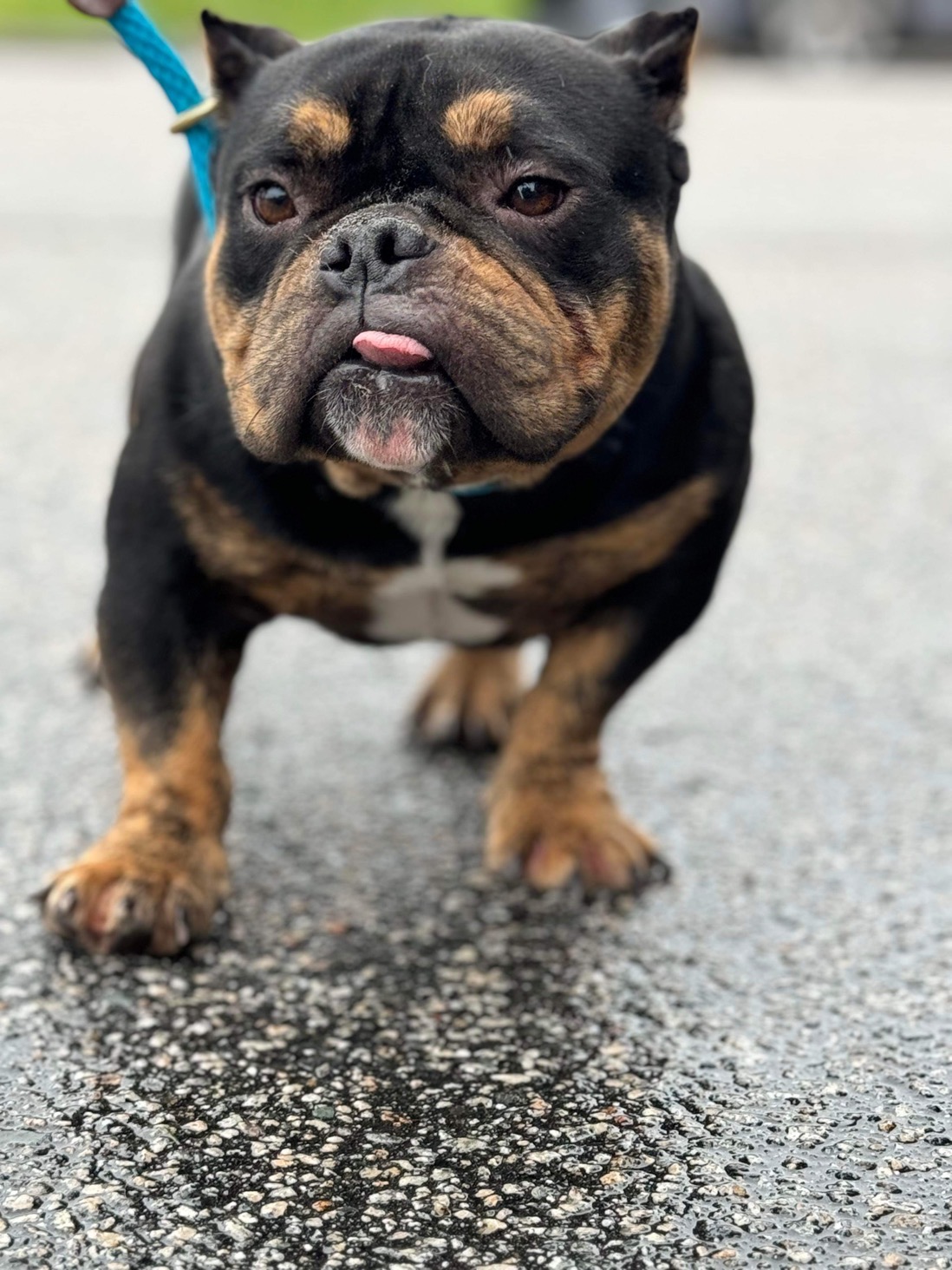 Forgotten, Now Family Rescue