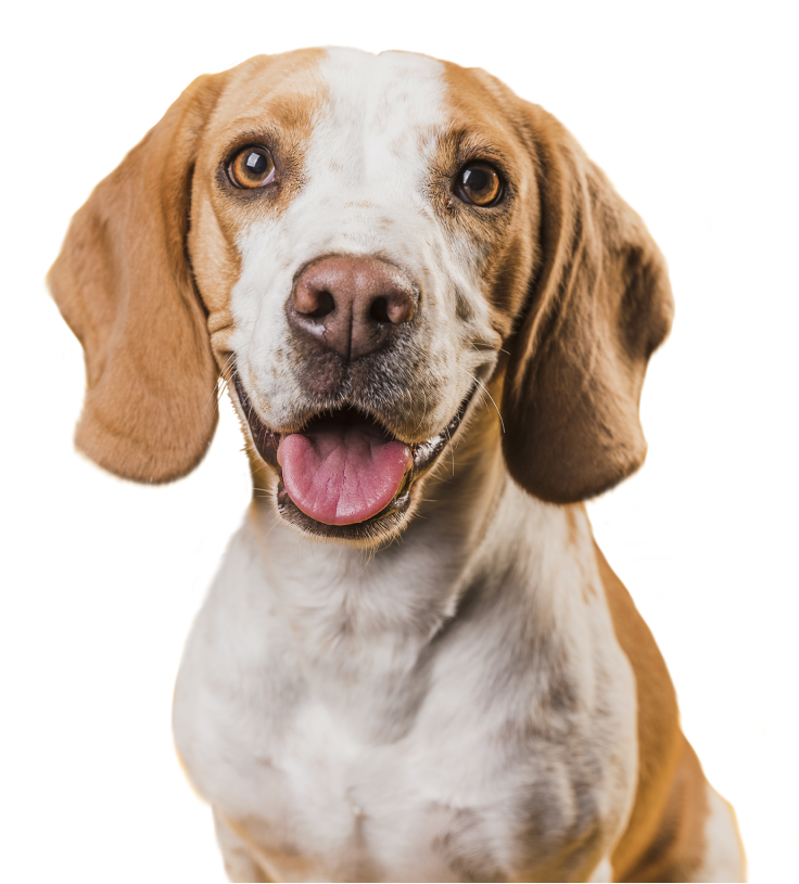 Support Pets - Emotional Support Animal - Official ESA®