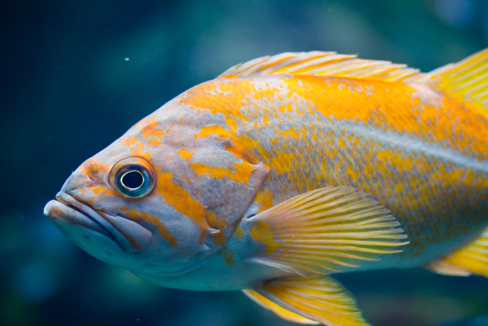 Rockfish: 10 Surprising Facts about the Catch of the Day