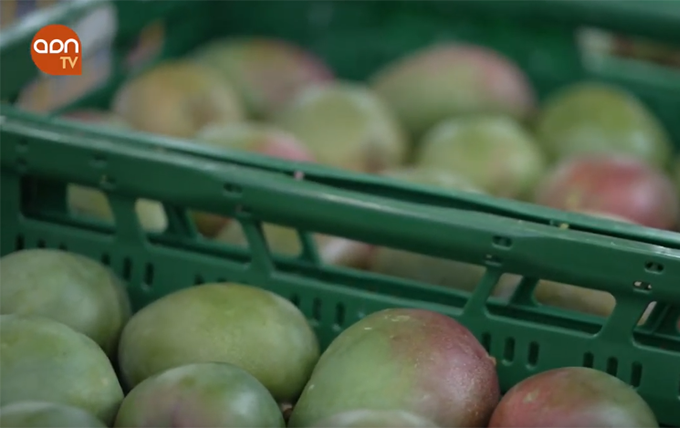 El calibre del mango será la ruina de los agricultores esta campaña ...