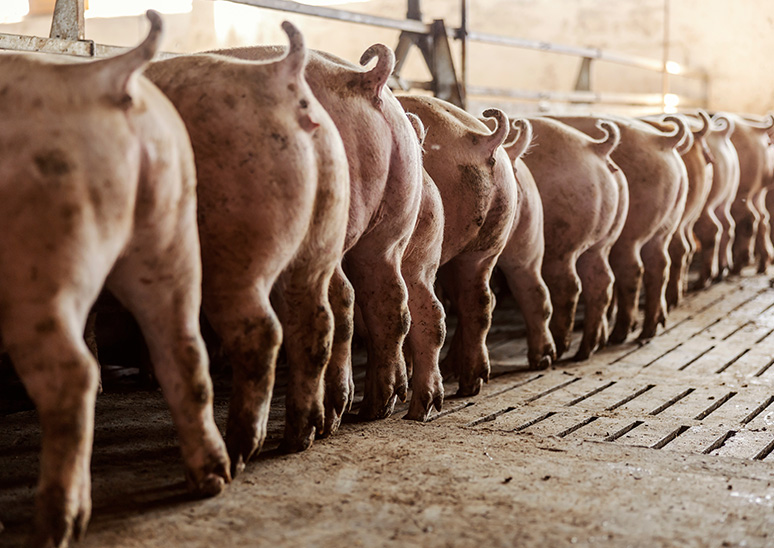 TAILSCAN: AI-Powered Tail Measurement & Lesion Detection for Pigs