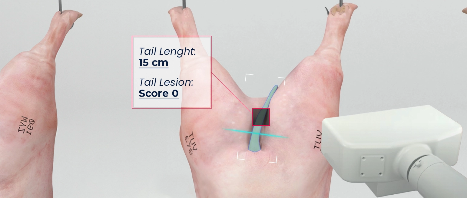TAILSCAN: AI-Powered Tail Measurement & Lesion Detection for Pigs