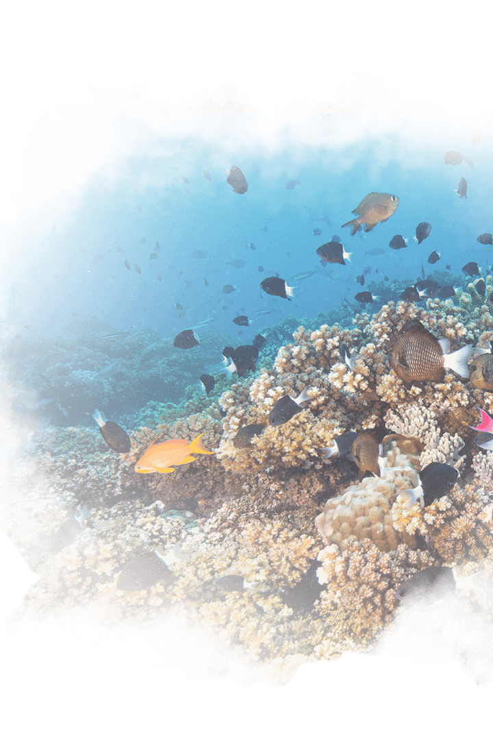 Our Mission | OceanHero