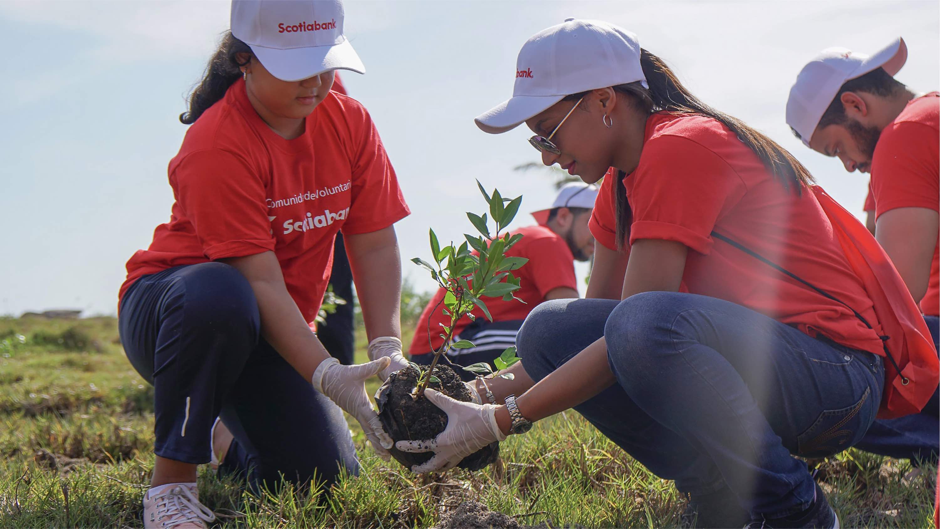 thinkPARALLAX - Client impact story - Scotiabank