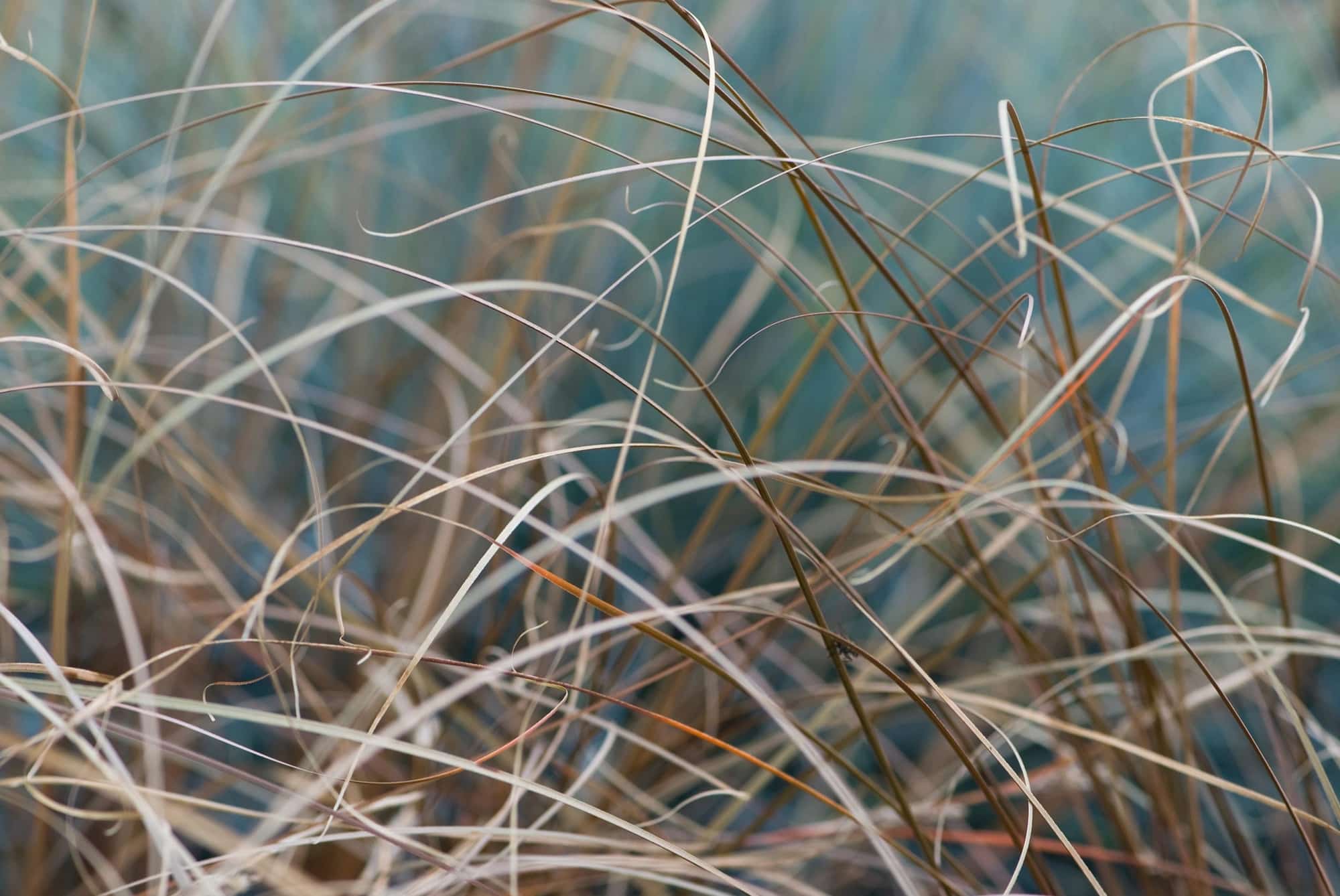 The Exchange Building — Houston Landscapes