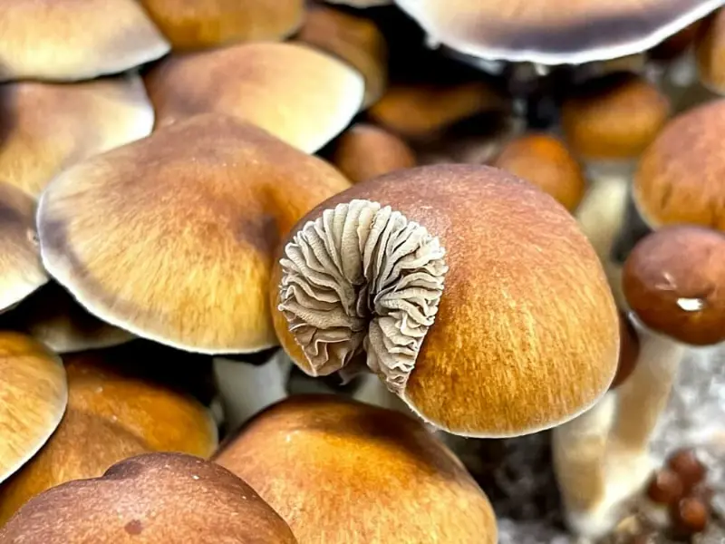 Nature Nootropics - Nectara