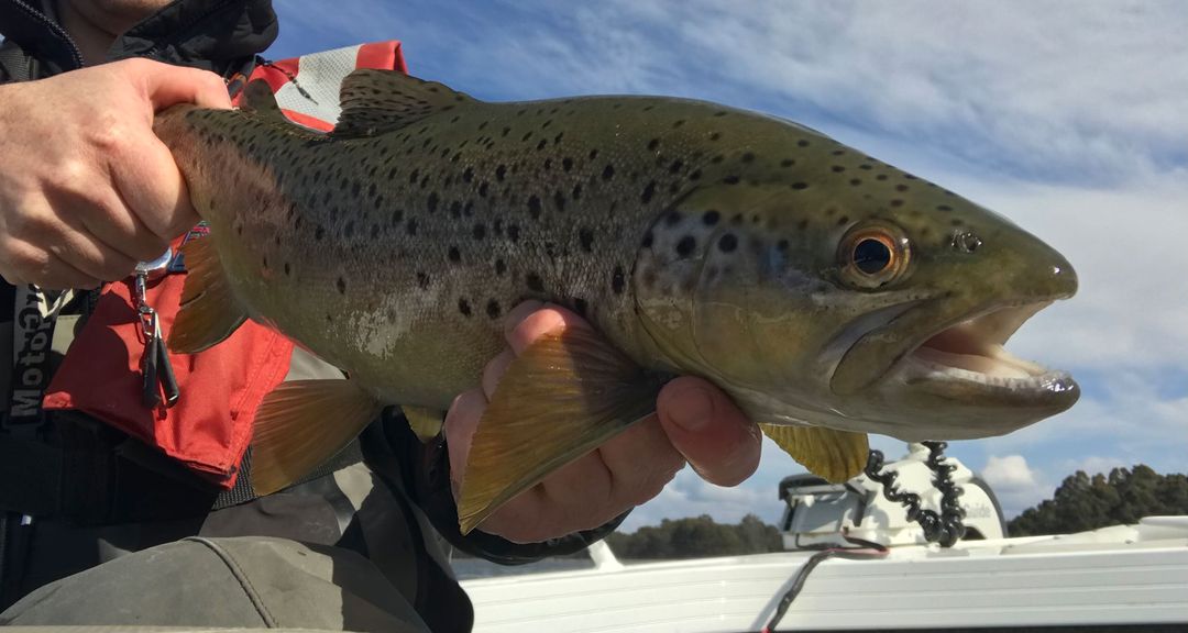 The best places to fly fish for trout in Tasmania (2024) | Trout Tales Tasmania