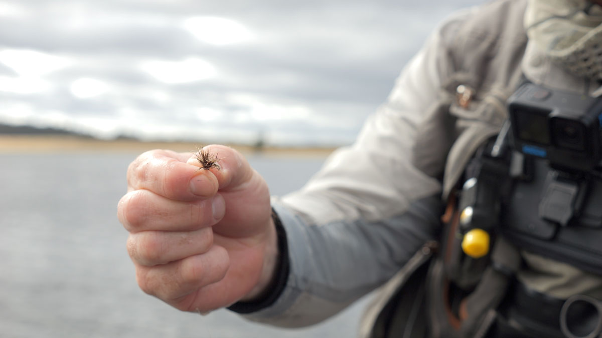 A Beginners Guide: What's The Difference Between Wet And Dry Fly ...