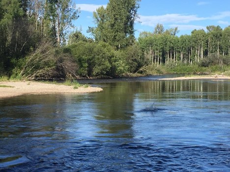 Shane Fulton : Programme de stages Rêve vert 2021 de l'APFC