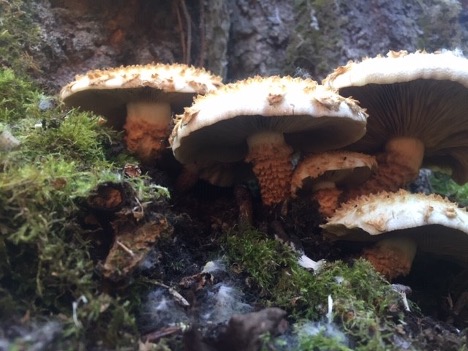 Shane Fulton : Le délire du mycélium ! Programme de stages Rêve vert ...