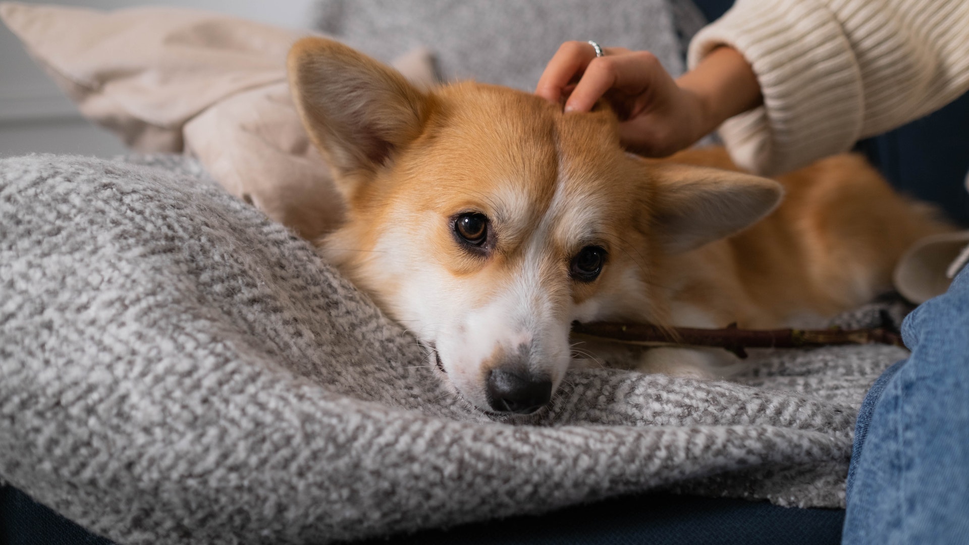 Does Your Dog Have Dandruff? Heres How to Treat It | Pettable