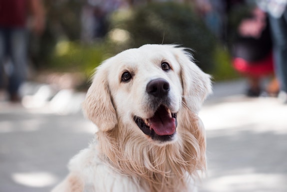 How to Get a Golden Retriever Service Dog | Pettable