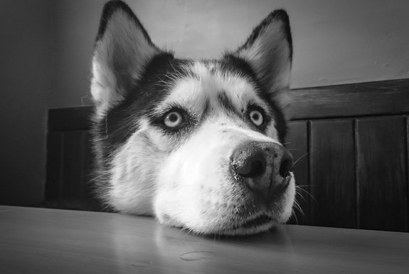 How to Get a Husky Service Dog: A Complete Guide | Pettable