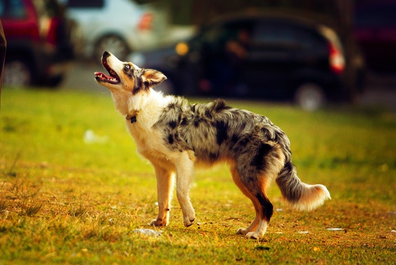 How to Get an Australian Shepherd Service Dog | Pettable