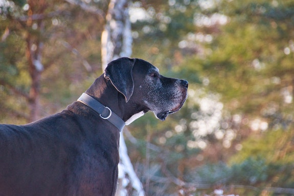How to Get a Great Dane Service Dog | Pettable