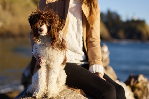 How to Get a Labradoodle Service Dog: A Complete Guide | Pettable