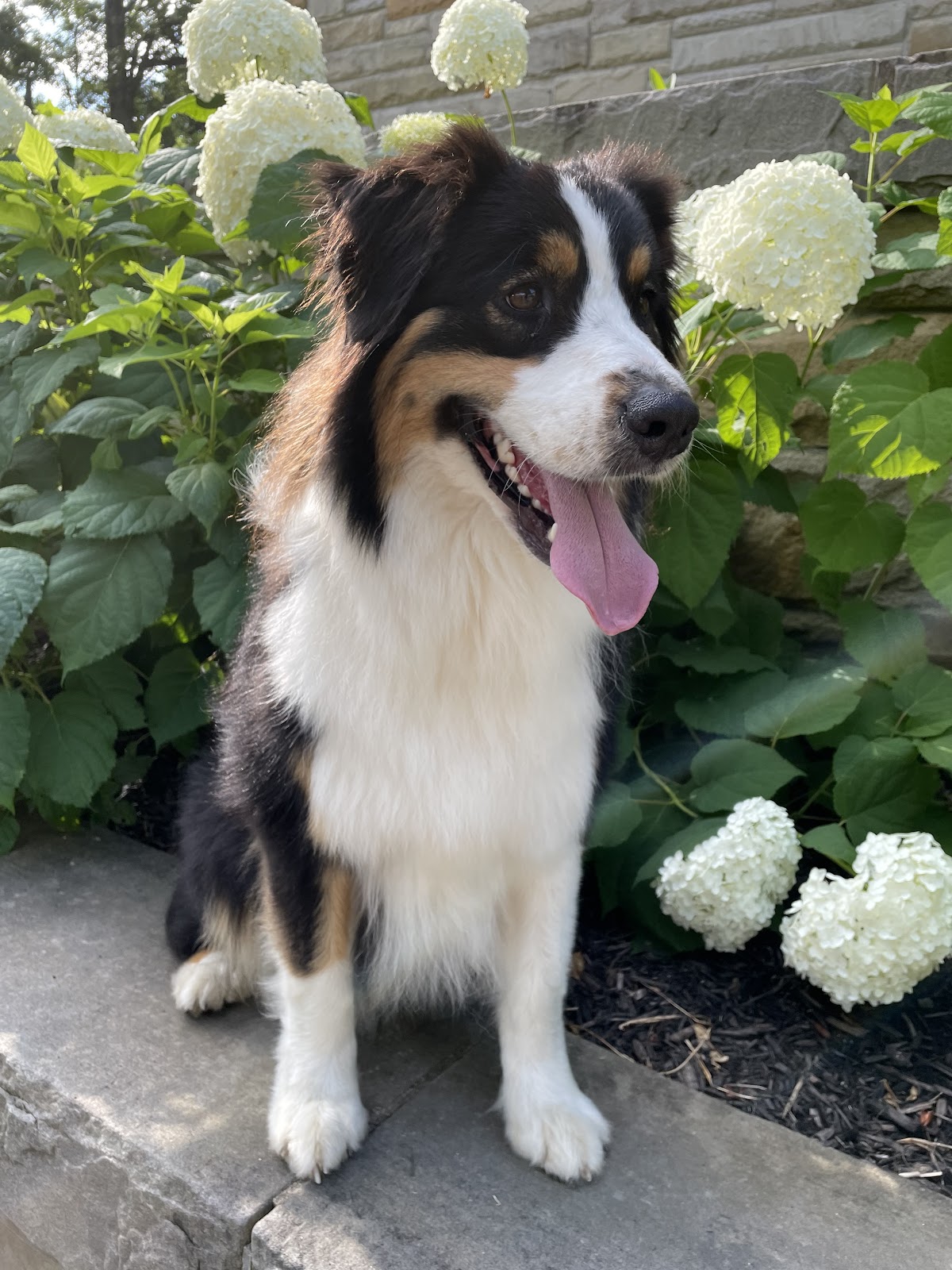 Pettable Reviews - Feedback from Actual Pettable Customers