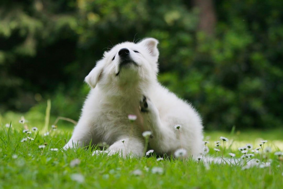 How to Remove Lice From Dogs Easily | Pettable