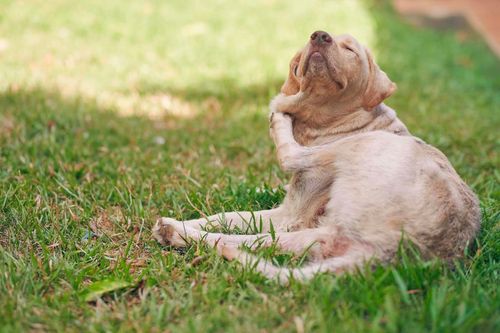 How to Tell if Your Dog has Parasites | Pettable