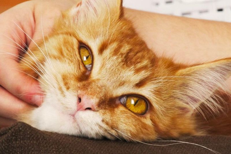 What Is Buprenorphine for Cats & Is it Safe to Use? | Pettable