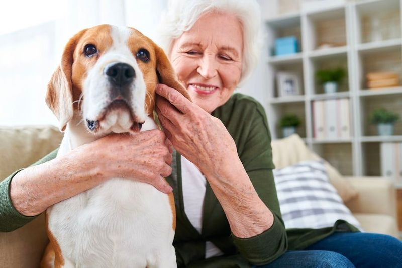 Pennsylvania Emotional Support Animal (ESA) Laws — 2024