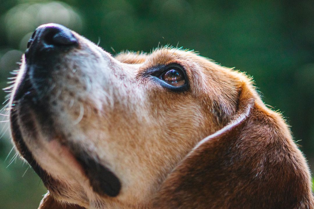 What Are the Uses of Ranitidine for Dogs?