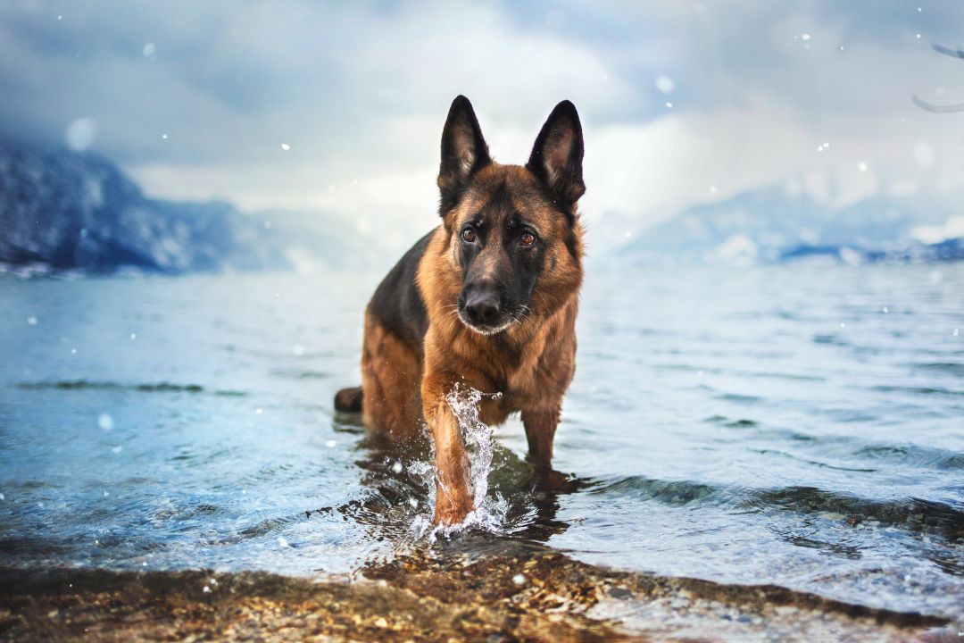 German Shepherd Service Dog - A Complete Guide | Pettable